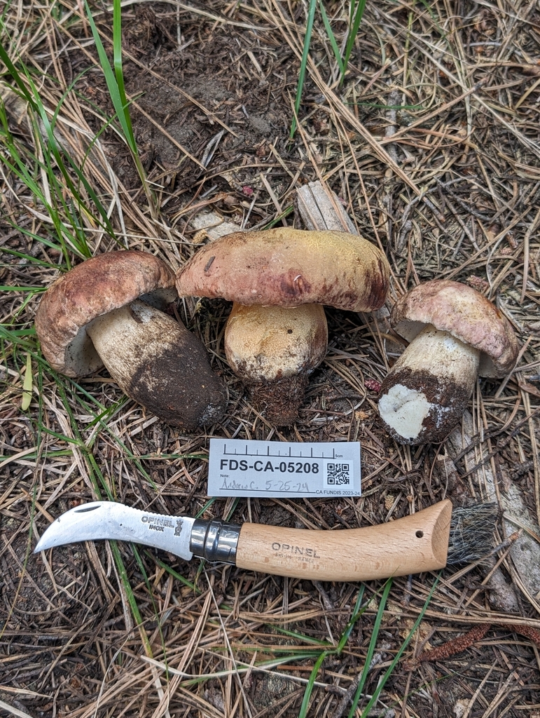 Spring King Bolete from Siskiyou County, CA, USA on May 25, 2024 at 05: ...