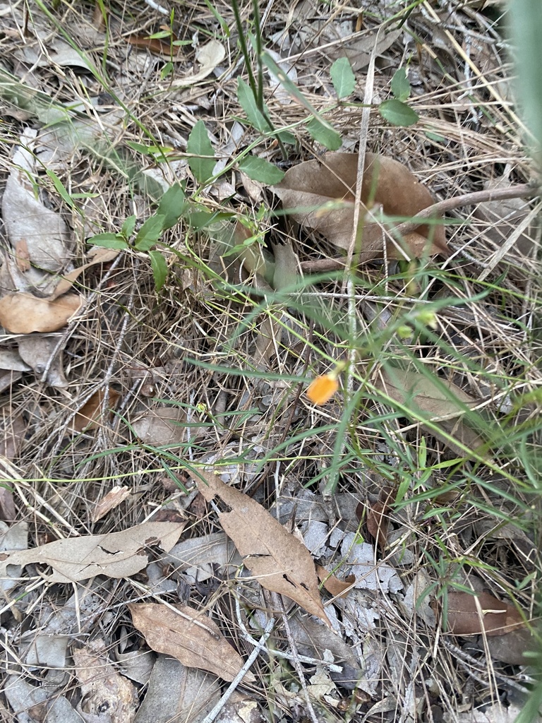 spade flower from Wynnum Rd, Tingalpa, QLD, AU on May 23, 2024 at 04:01 ...