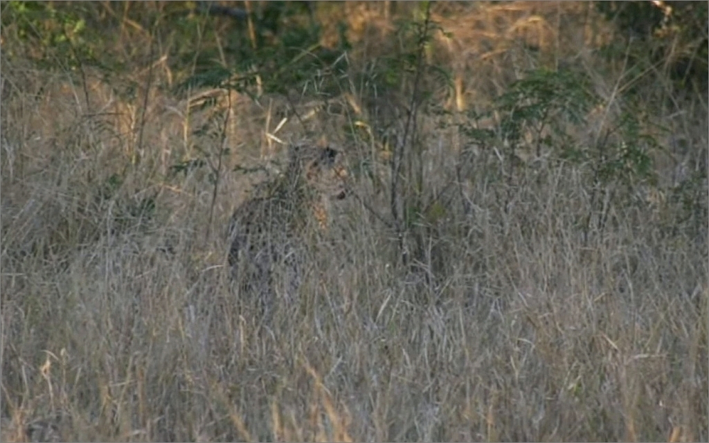 African Leopard in May 2020 by Suider-Afrika · iNaturalist