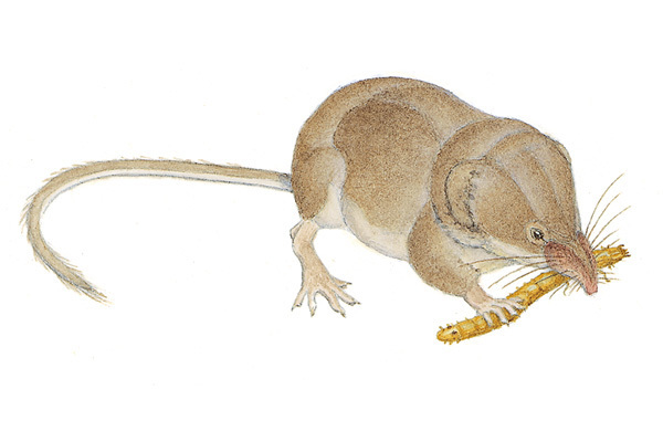 Dwarf Shrew (Brown's Canyon Mammal List) · iNaturalist