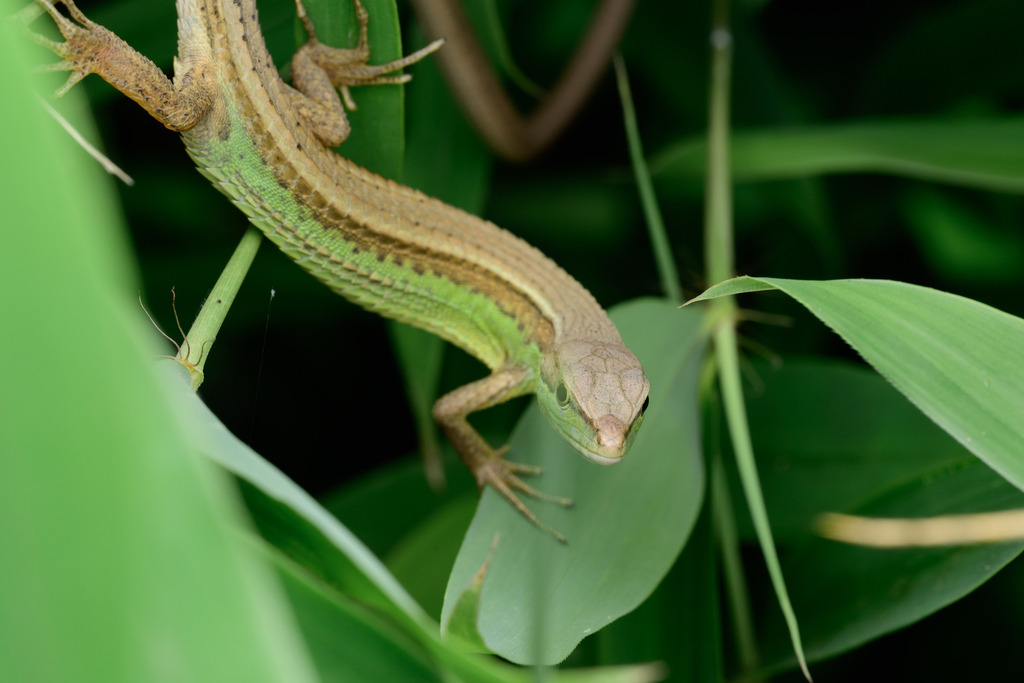 China Grass Lizard from 中国浙江省杭州市余杭区 on May 26, 2024 at 09:30 PM by ...