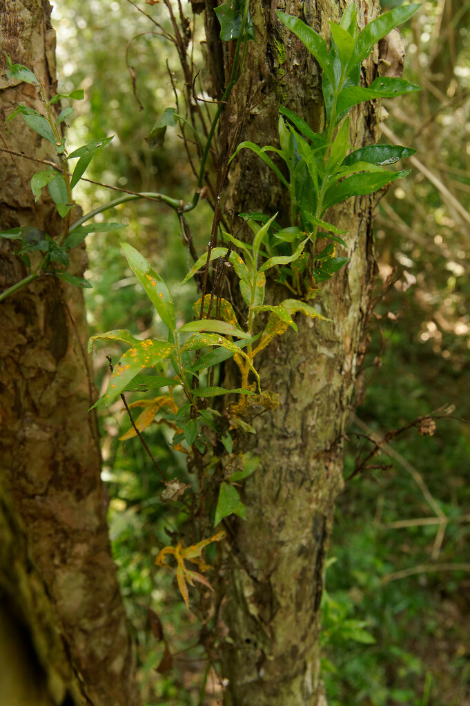 Myrtle Rust from Blackbutt Forest Reserve, Shellharbour, NSW, Australia ...