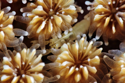 Ischnopontonia lophos · iNaturalist