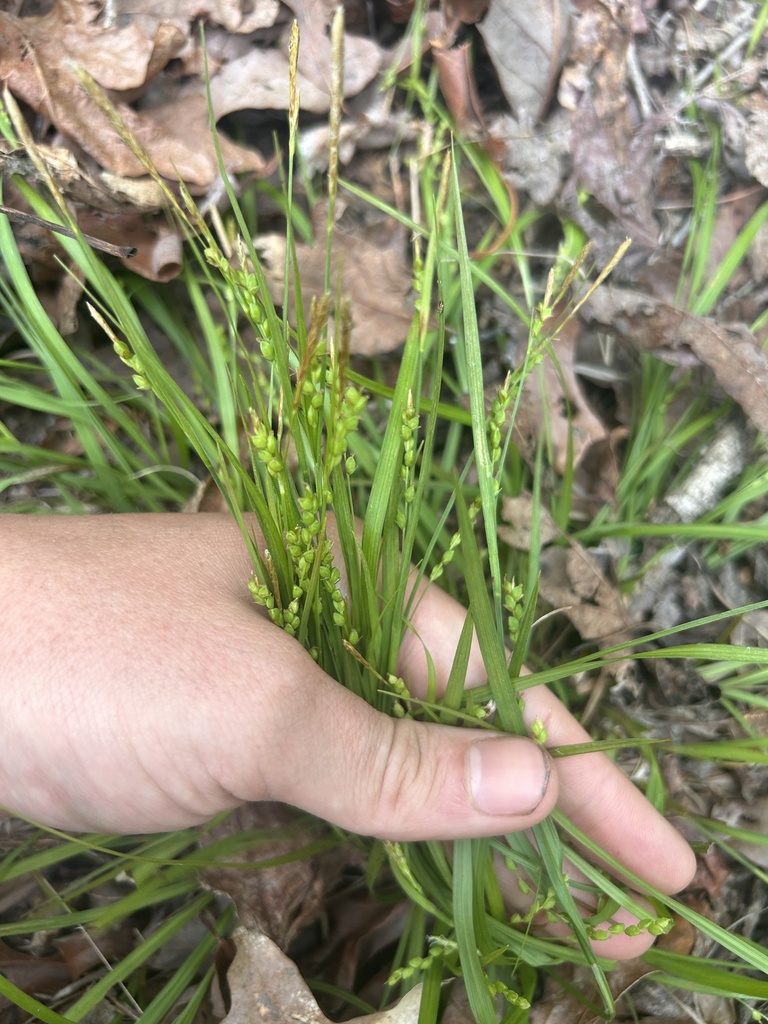 slender woodland sedge from Long Island, Water Mill, NY, US on May 26 ...