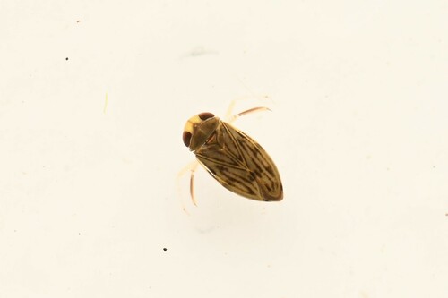 Micronecta sedula · NaturaLista Colombia