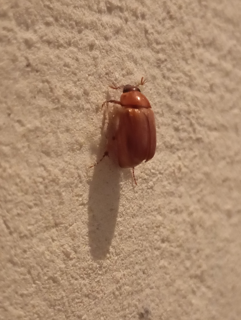 Mayate de Mayo desde 50693 Méx., México el 25 de mayo de 2024 a las 09: ...