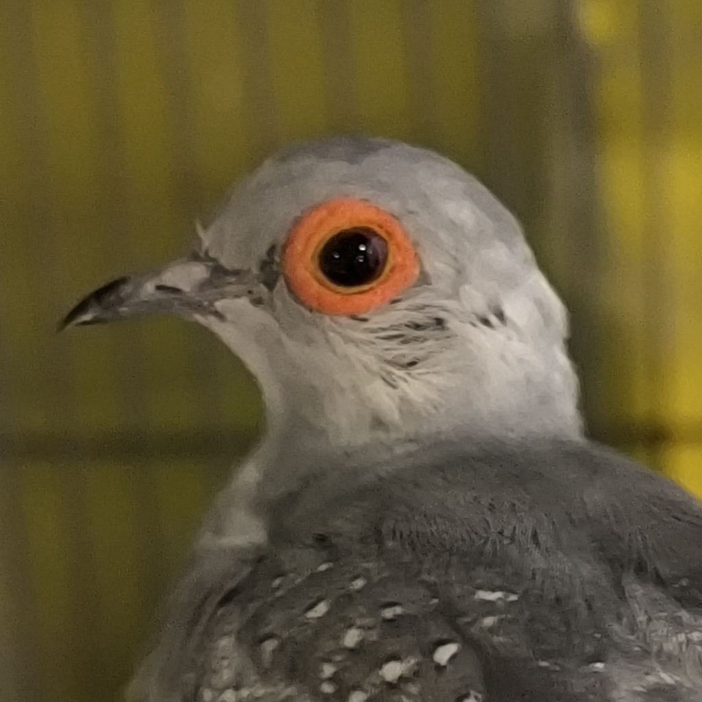 Diamond Dove from RT.4/RW.7, Kramat Pela, Kec. Kby. Baru, Kota Jakarta ...