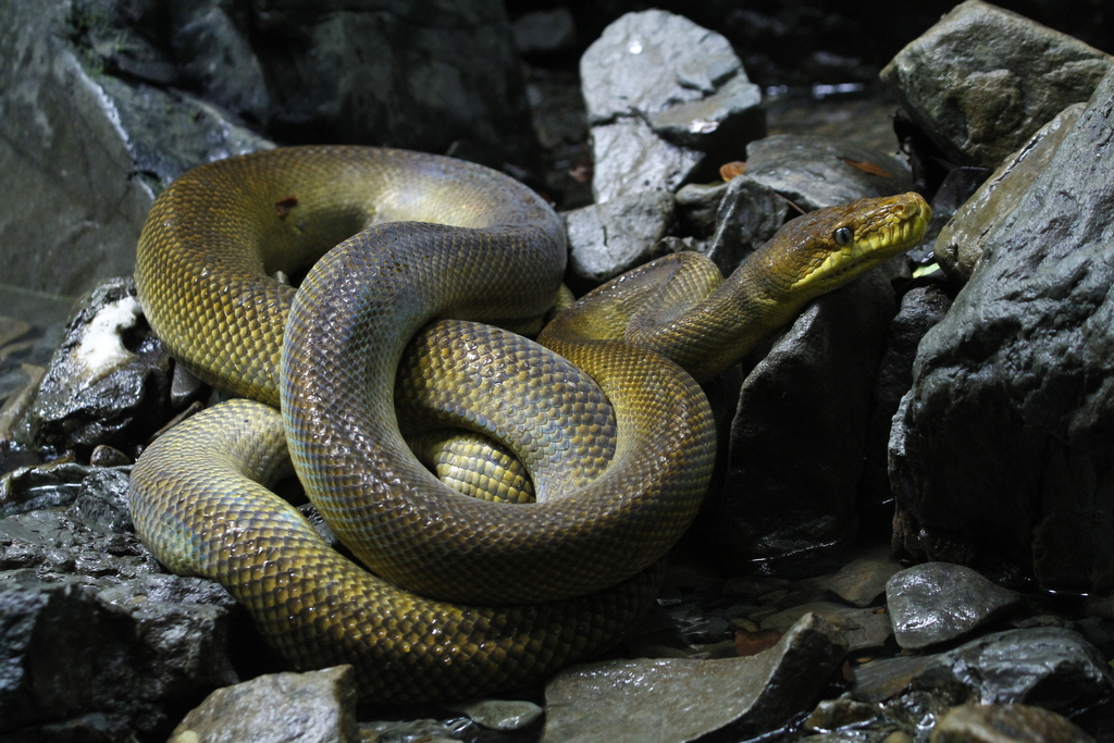 Mollucan Python in February 2024 by Muh Imam Ramdani · iNaturalist