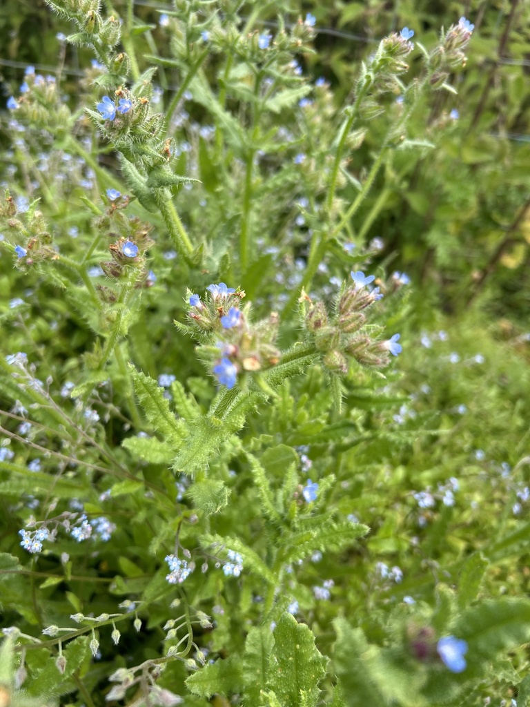 small bugloss from University of York, York, England, GB on May 27 ...