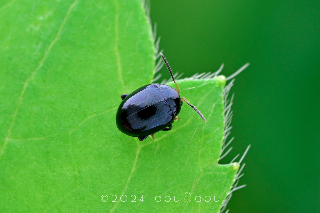 Sphaeroderma from 中国安徽省池州市贵池区万罗山 on May 1, 2024 at 04:15 PM by Fan Gao ...