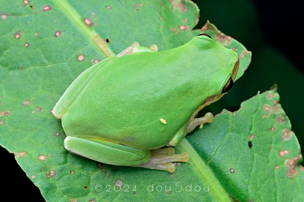Common Chinese Tree Frog from 中国安徽省池州市贵池区万罗山 on May 1, 2024 at 09:32 PM ...