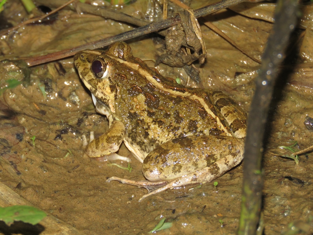 Paddy Field Frog from Kabupaten Banjar, Kalimantan Selatan, Indonesia ...