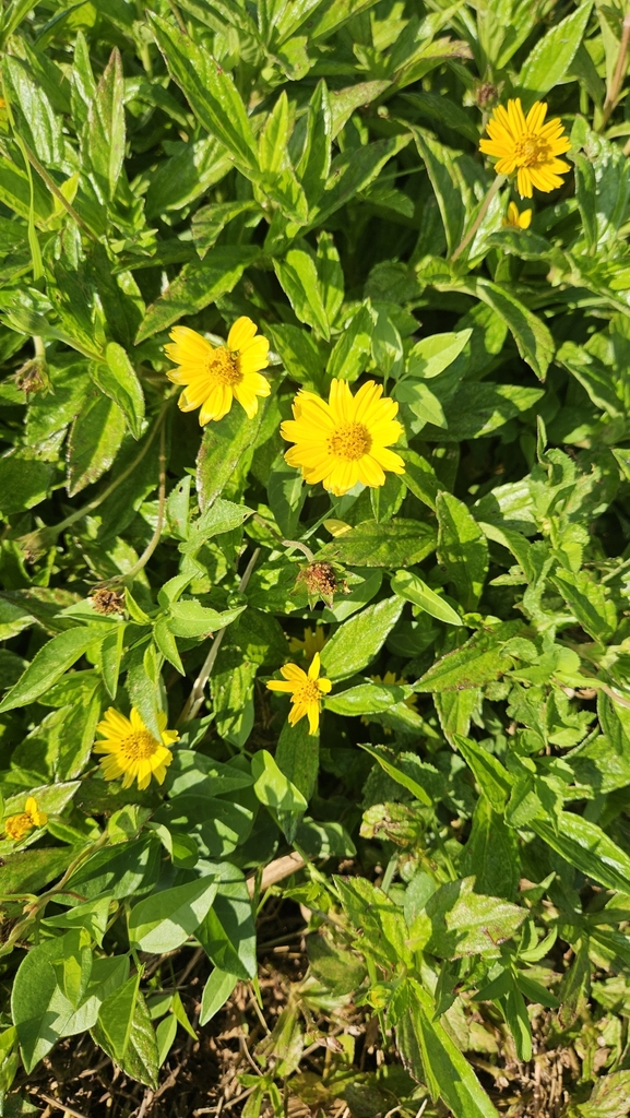 trailing daisy from Lake Worth Corridor, FL 33461, USA on May 27, 2024 ...