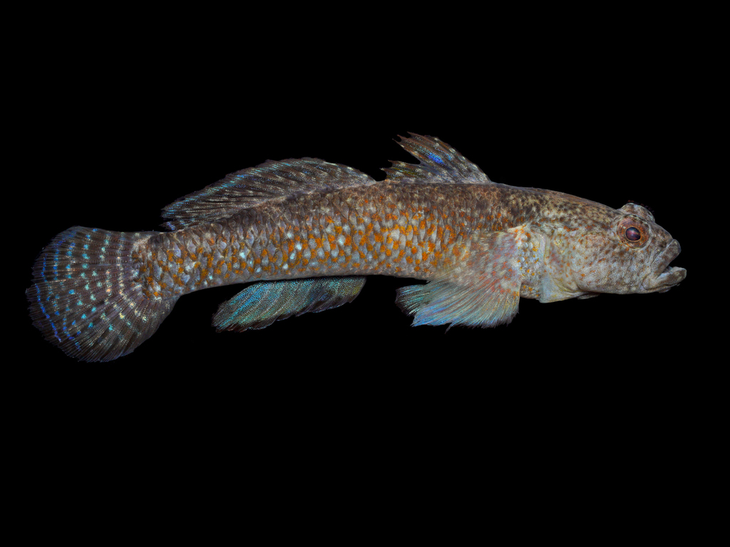 Brown Drombus in May 2024 by sam_amini · iNaturalist