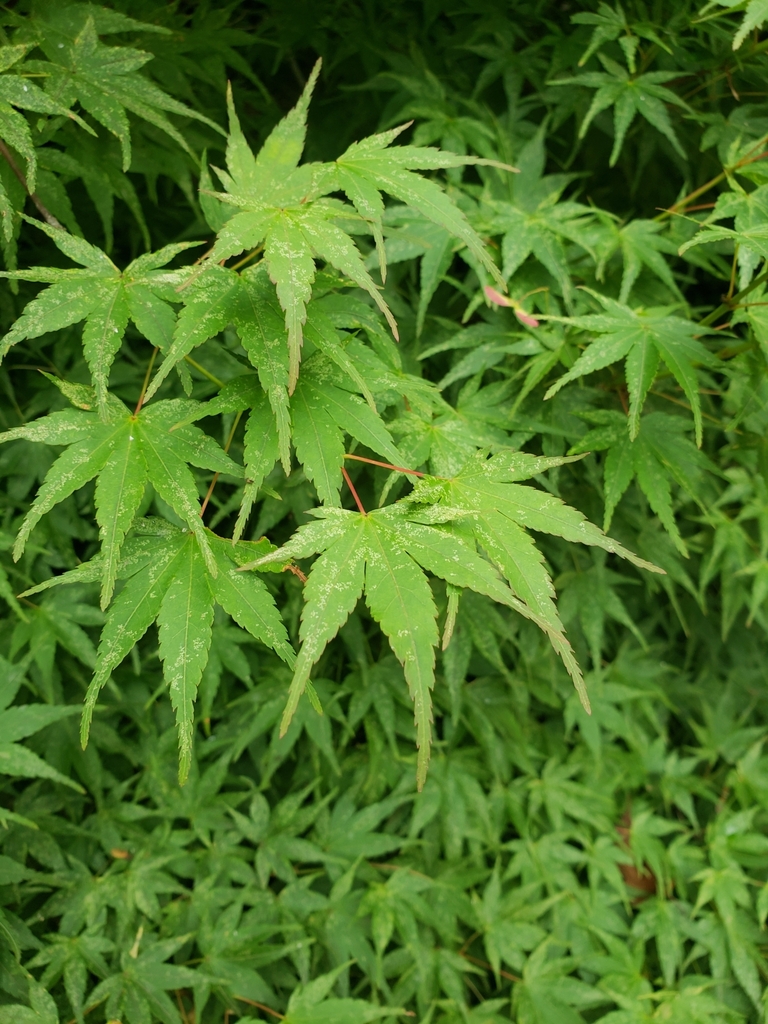 Japanese maple from Japan, 〒849-1321 Saga, Kashima, 下古枝1686 on May 27 ...