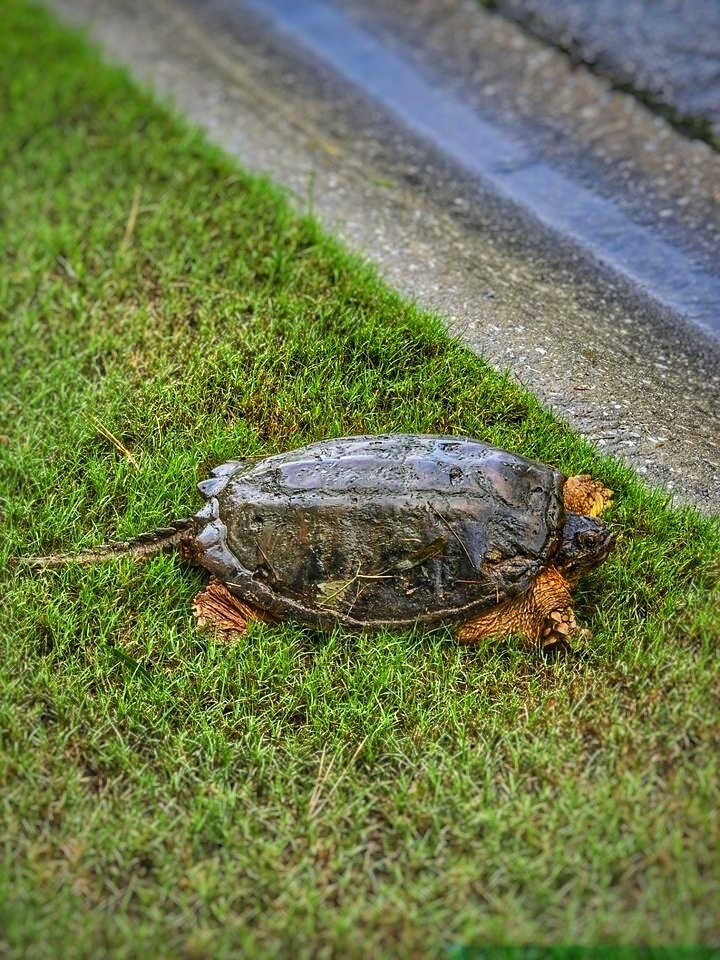 Common Snapping Turtle from Cobb County, US-GA, US on May 27, 2024 at ...