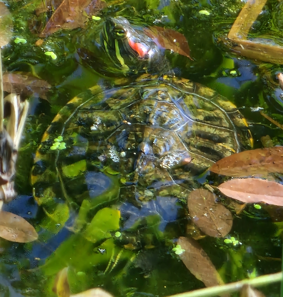 Red-eared Slider from Püspökfürdő, Románia on September 7, 2023 at 05: ...