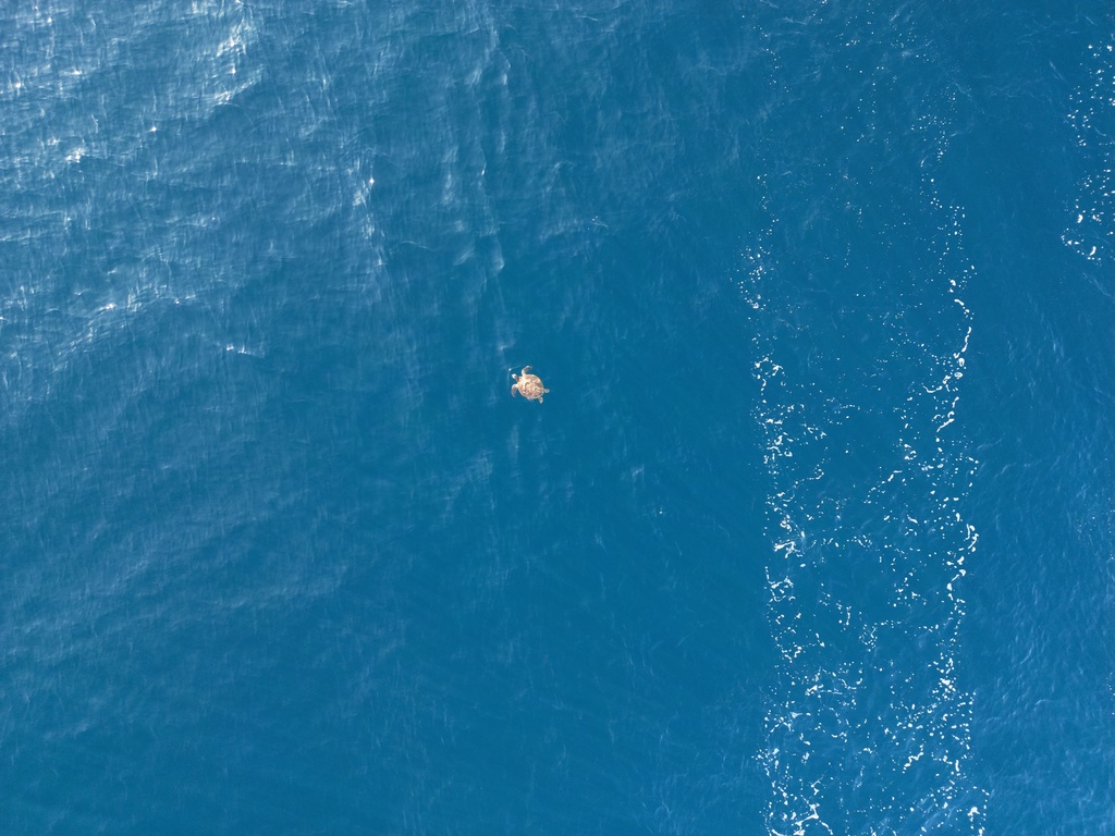 Green Sea Turtle in February 2024 by Sean Rowan Laughlin · iNaturalist