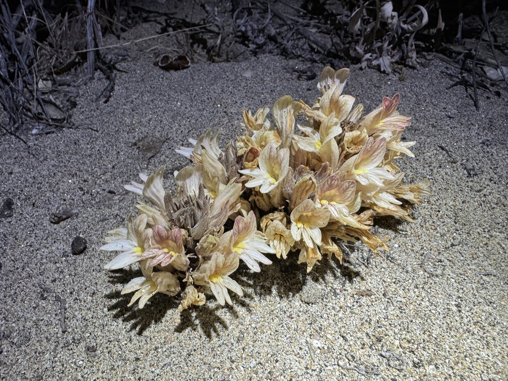 California Broomrape from Naval Air Station North Island (Cleveland ...