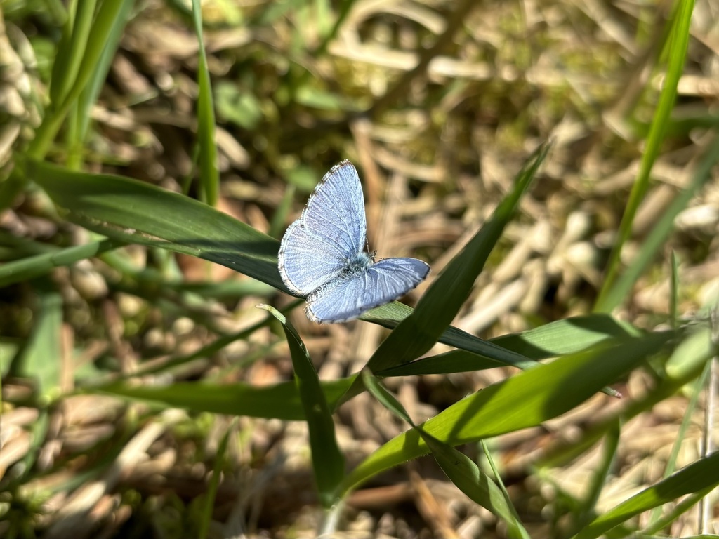 Spring Azure from Marcellus, NY, US on April 23, 2024 at 10:39 AM by ...