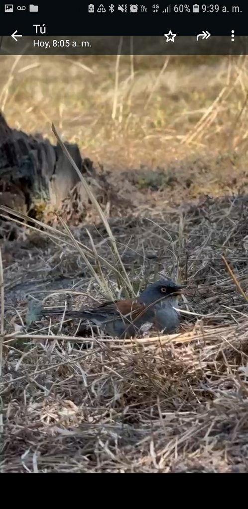 Yellow-eyed Junco from Parque La Pirámide - Sierra Durango - México by ...