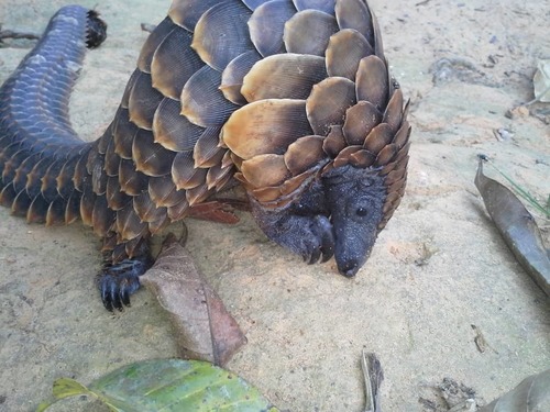 Tree Pangolins (Genus Phataginus) · iNaturalist