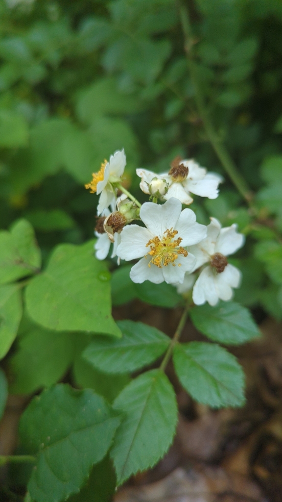 multiflora rose from Michigan City, IN, USA on May 27, 2024 at 11:26 AM ...
