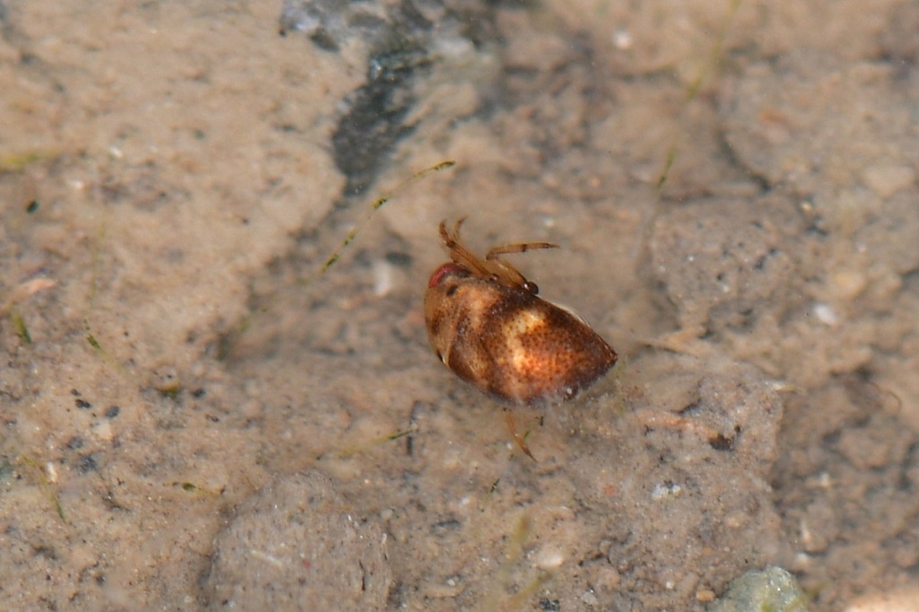 Paraplea liturata in April 2024 by Shigefumi KANAO · iNaturalist
