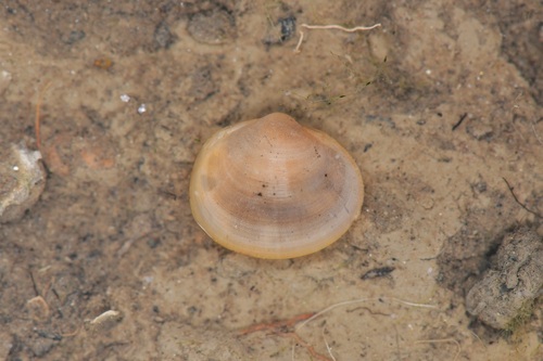 Sphaerium okinawaense · iNaturalist Mexico