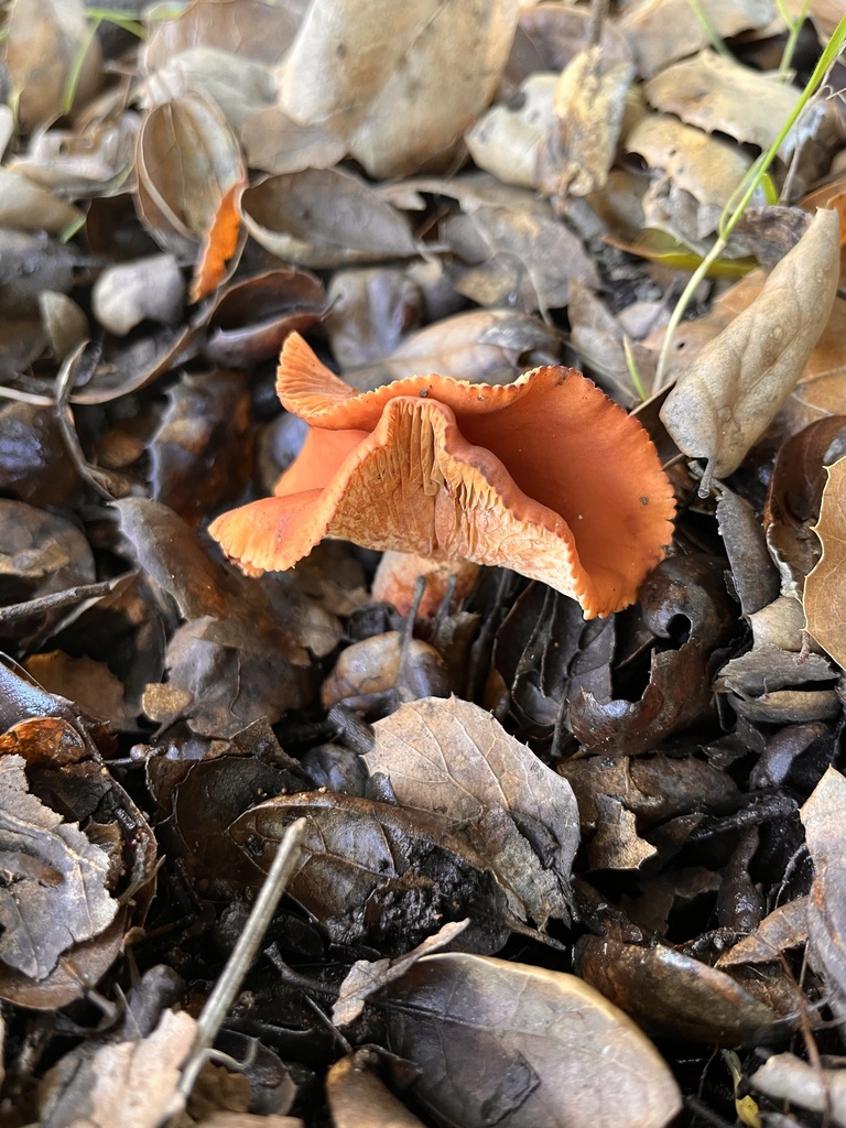 Southern Candy Cap from Avenida Ruiz, Ensenada, B.C., MX on February 11 ...