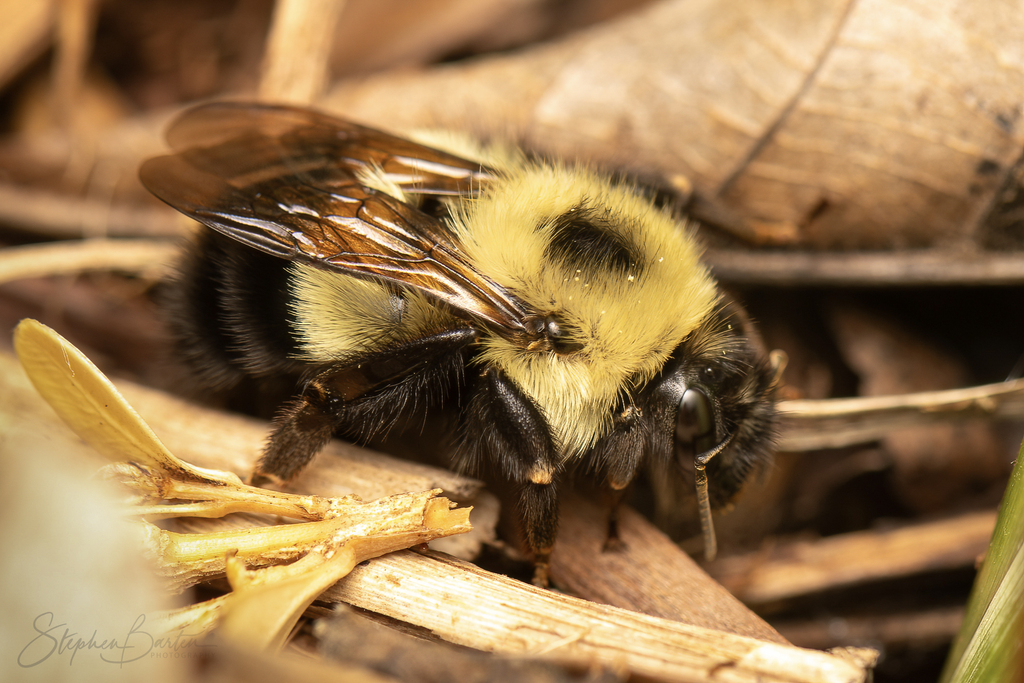 Half-black Bumble Bee in May 2024 by Stephen Barten · iNaturalist