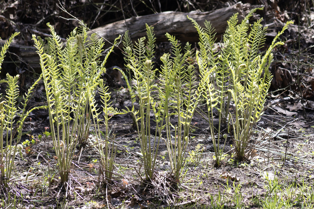 cinnamon fern from Rye, NH, USA on May 13, 2024 at 11:01 AM by Zane ...