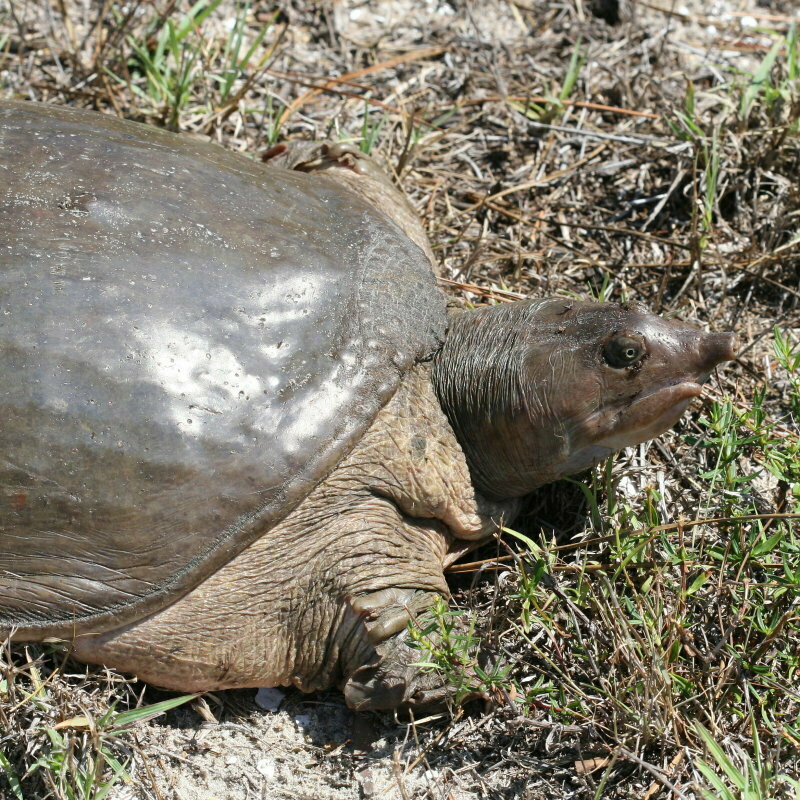 Florida Softshell Turtle from Cape Coral, FL, USA on May 1, 2011 by Bo ...