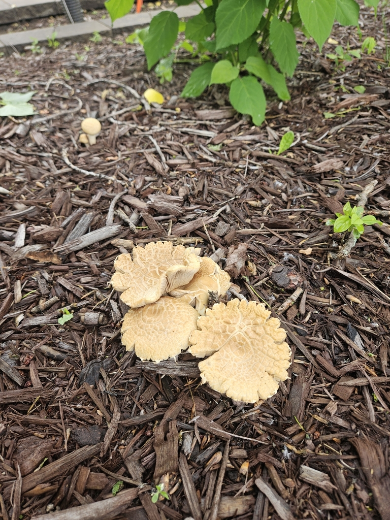 Fungi Including Lichens from Delaware Ave & Marie St, Minnesota 55118 ...