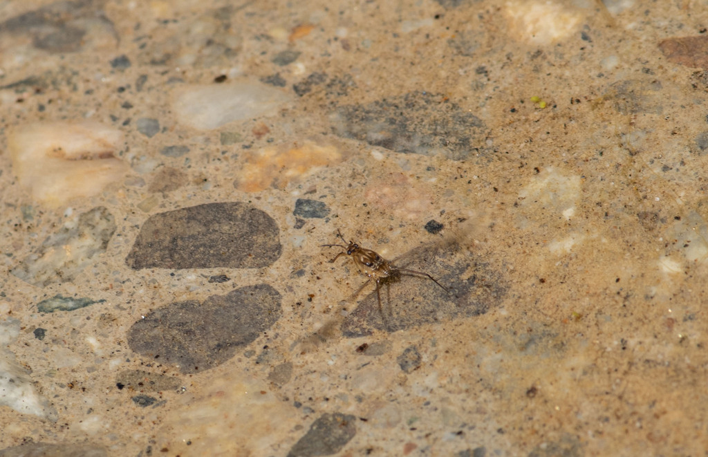 North American Common Water Strider from Los Angeles County, CA, USA on ...