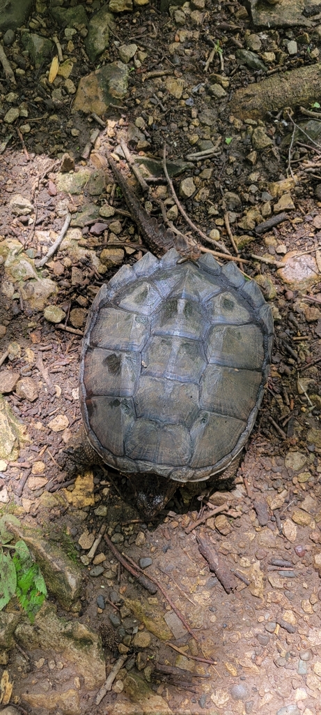 Common Snapping Turtle from Hiawatha, Minneapolis, MN, USA on May 27 ...