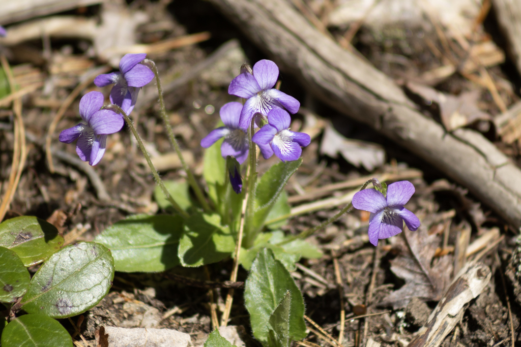 Arrowleaf Violet from Deerfield, NH, USA on May 14, 2024 at 01:01 PM by ...