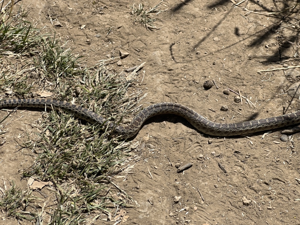 Pacific Gopher Snake from Panoramic Way, Oakland, CA, US on May 27 ...