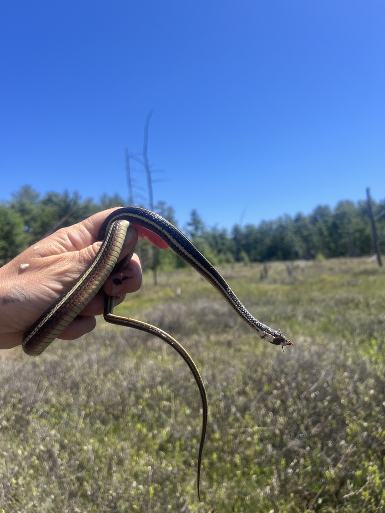 Northern Ribbon Snake from Shawanaga Island, The Archipelago, ON, CA on ...