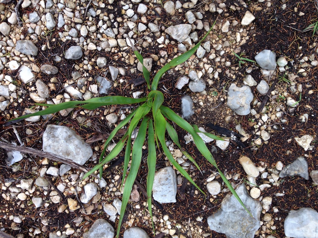 Twisted-Leaf Yucca from 100–1098 Spring Hollow Rd S, Kerrville, TX, US ...