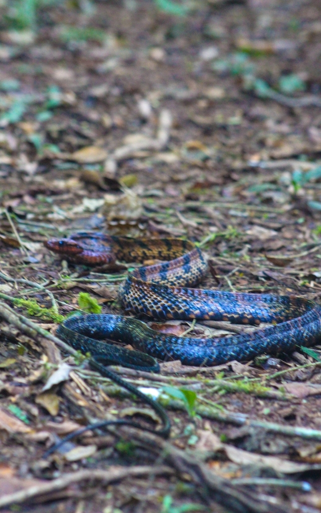 Amazon Puffing Snake from Casimiro de Abreu - RJ, Brasil on May 24 ...