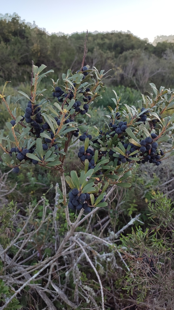 Dwarf Cape Beech in May 2024 by Wesley Black · iNaturalist