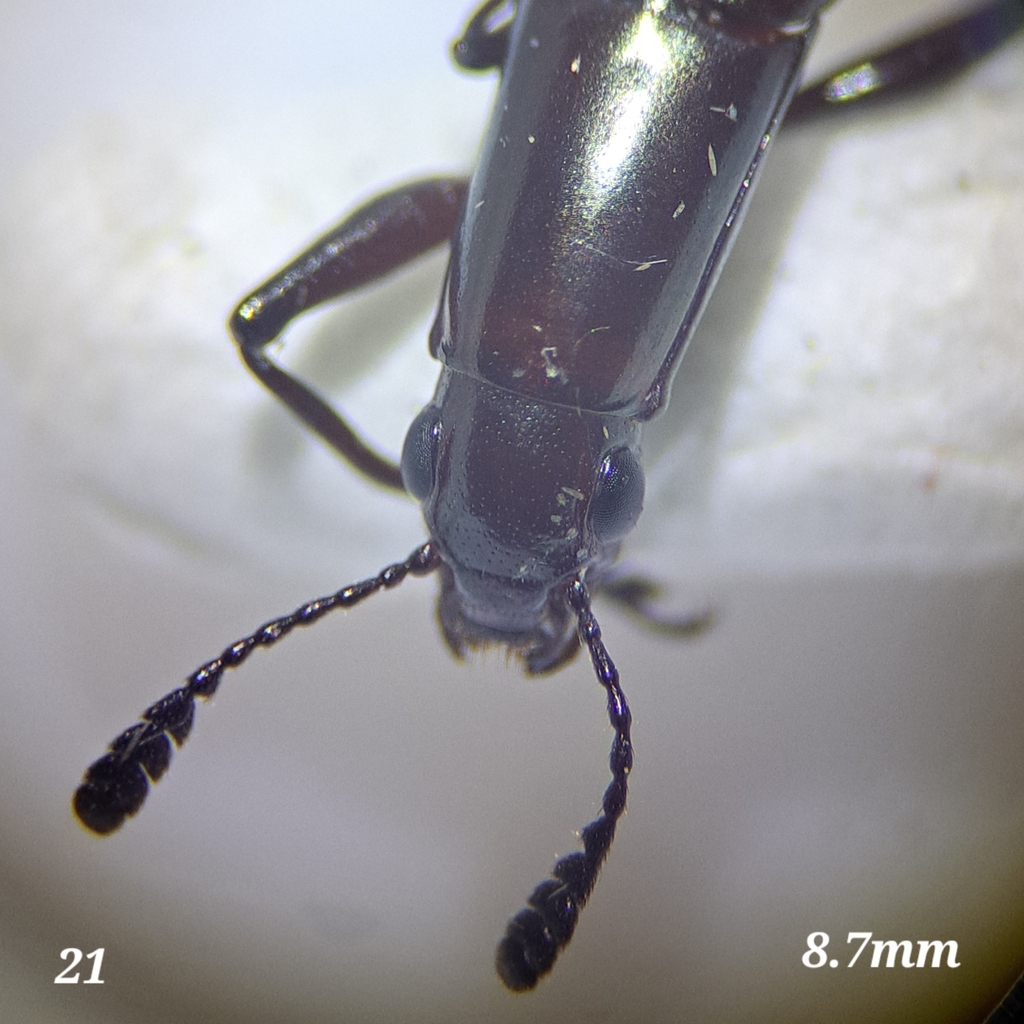 Cucujiform Beetles from sebac on September 5, 2019 by Lilia Salazar ...