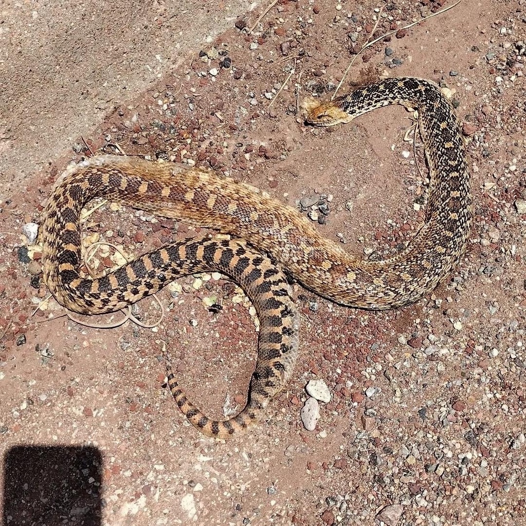 Gopher Snake from Santa Fe, NM, US on May 26, 2024 at 02:19 PM by James ...