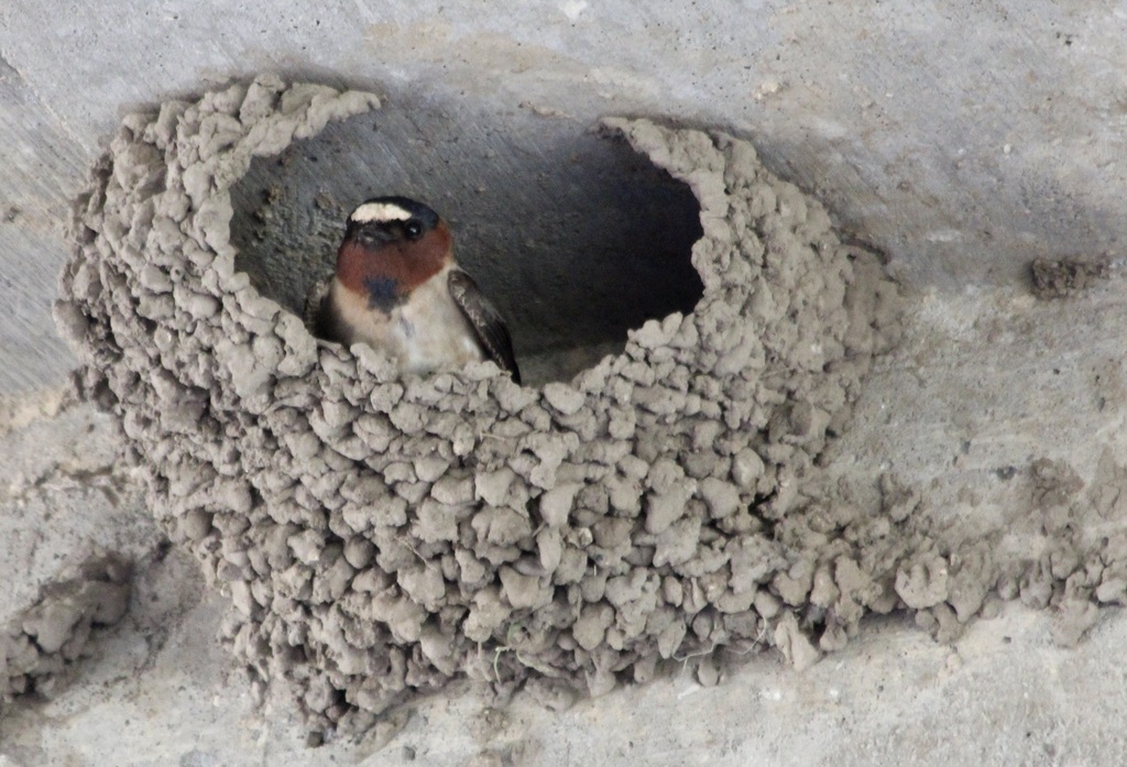 Cliff Swallow from Council Grove, KS 66846, USA on May 19, 2024 at 04: ...