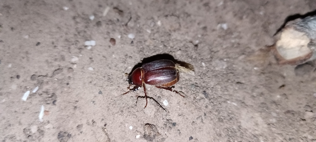 Mayate de Mayo desde 87588 Tamps., México el 26 de mayo de 2024 a las ...