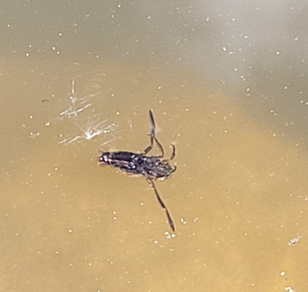 Milky Backswimmers from Hampen, 7362 Hampen, Danmark on May 27, 2024 at ...