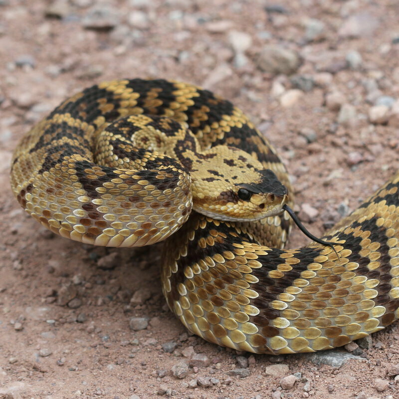 Northern Black-tailed Rattlesnake from Cochise County, AZ, USA on ...