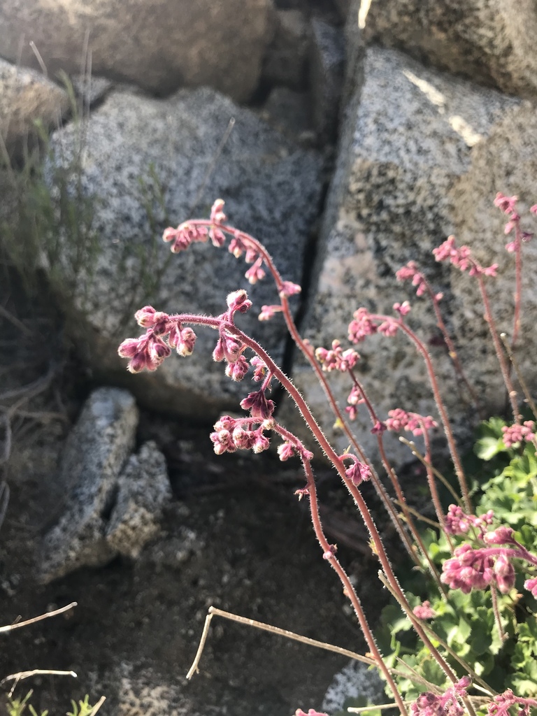 pink alumroot from Angeles National Forest, Altadena, CA, US on May 12 ...