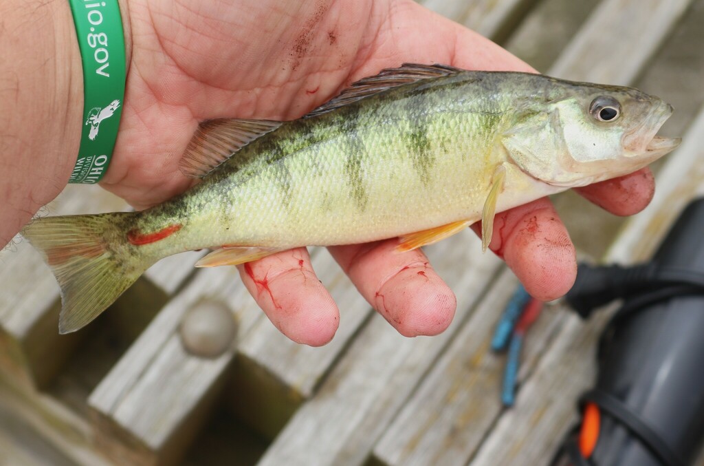 Yellow Perch in May 2024 by brandonh1 · iNaturalist